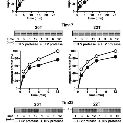 In Vitro Import Of Polytopic Inner Membrane Proteins Into Mitochondria Download Scientific
