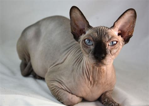 Chocolate Mink Female Indigo Quincey DOB 03 20 2014 Adopted