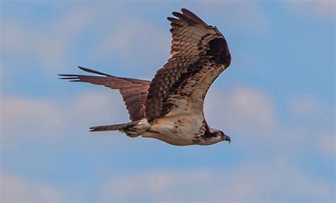 Osprey In Flight Photograph By Marc Crumpler Fine Art America