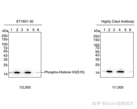 BioArt试用开启新学年华安生物明星抗体免费试用 快来申请 知乎