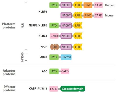 Nature丨陈志坚组解开困扰学界多年的关于nlrp3炎症小体激活之谜 知乎