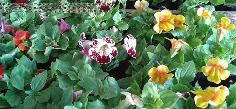 Сортови Семена София АД Вистерията или Глициния както е по популярното й наименование е