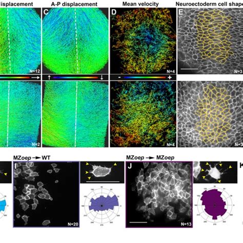 Nodal Signaling Regulates Convergence And Extension Cell Behaviors 4 Download Scientific Diagram