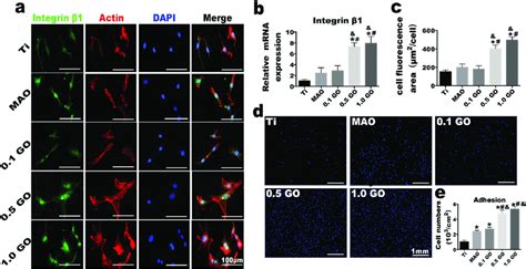 Cell Adhesion And Extension Assay A Immunofluorescence Staining For