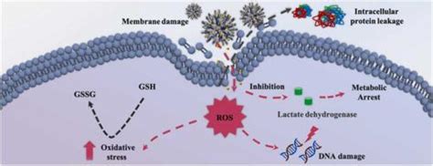 用于抗菌应用的分层 3d Ag Bi2s3 纳米花的制备 Journal Of Alloys And Compounds X Mol