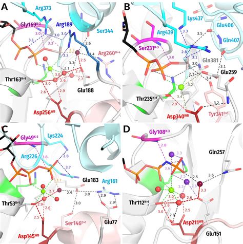Representative Proteins Of The Reca F1 Like Class Of The P Loop Download Scientific Diagram