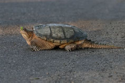 Alligator Snapping Turtle Vs Common Snapping Turtle A Guide