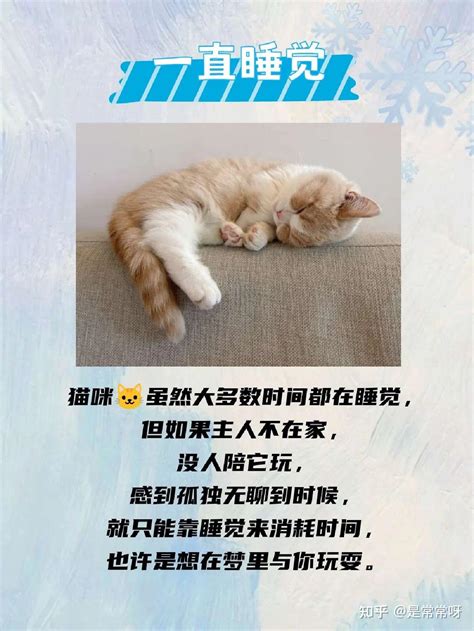 猫咪在家会孤单吗？ 知乎