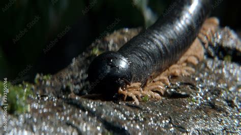 Giant Millipede Of Thailand Walking On A Wet Mossy Tree Trunk Log