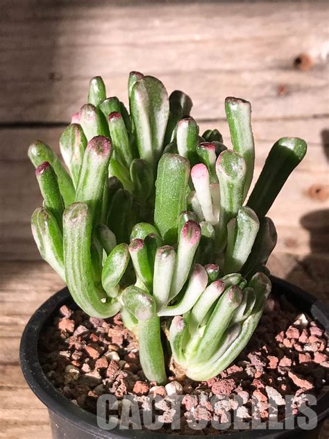 Shpr4597 Crassula Ovata ‘gollum Variegated Кактус онлайн