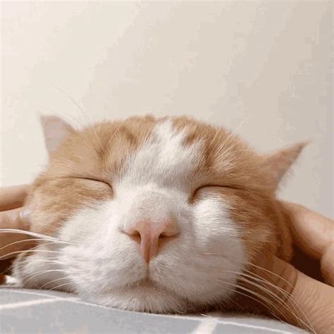 橘猫把你当“老大”，会有这几种行为，全中就偷着乐吧！ 知乎