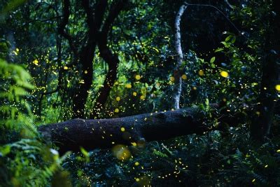 夏日萤火虫 组详情页 东莞图库 dgphoto timedg