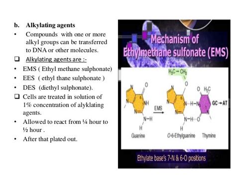 Chemical Aspects Of Mutagens 1 1