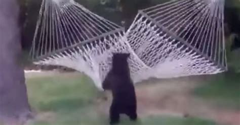 Footage Of Cub Playing In Hammock Is Just Too Cute To Bear World News Mirror Online