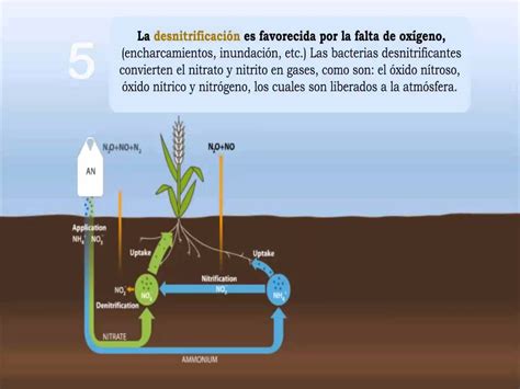 Fertilizantes Nitrogenados Parte I Youtube