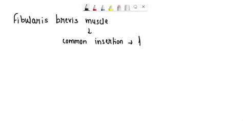 Solved Which Muscle Is Highlighted Extensor Digitorum Longus Fibularis Longus Fibularis Brevis
