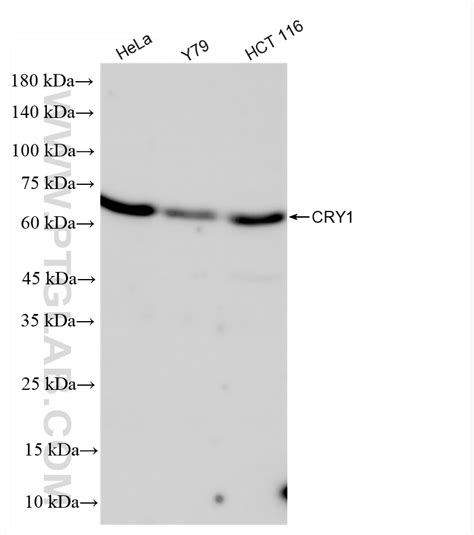 Cryptochrome 1 Antibody 83602 5 Rr Proteintech