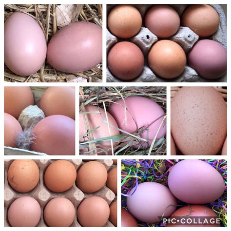 6 Croad Langshan Eggs 12 Dozen Spectrum Poultry