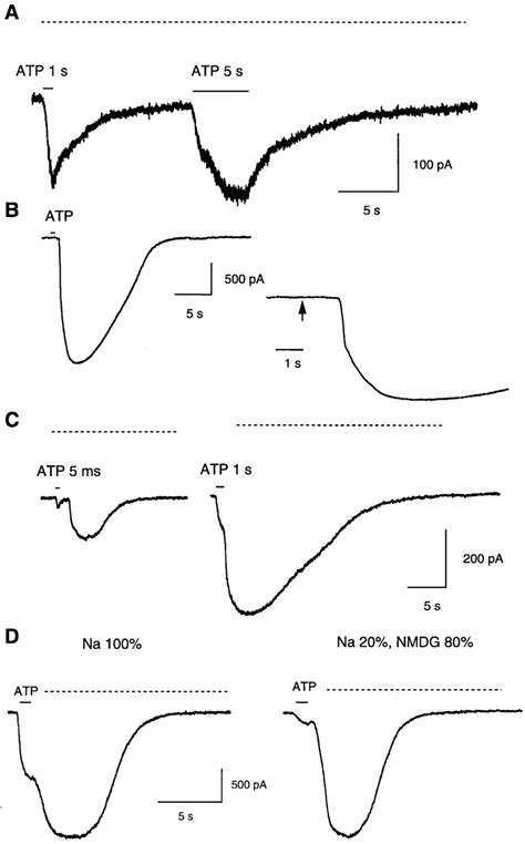 Additional Evidence For 2 Distinct Components In Atp Evoked Currents Download Scientific