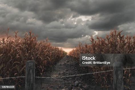 극적인 하늘 앞에서 시들린 옥수수밭 한가운데에 있는 통로 의 3d 렌더링 섬뜩한에 대한 스톡 사진 및 기타 이미지 섬뜩한 들 공포 무서움 Istock