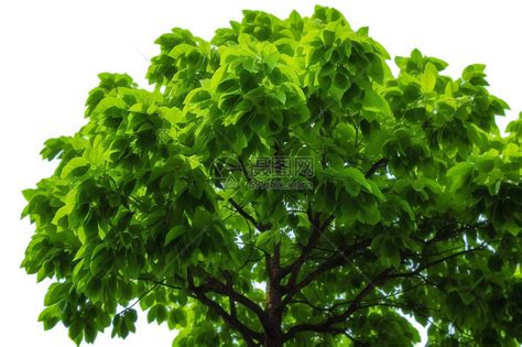树叶茂密的树冠高清图片下载 正版图片600431750 摄图网