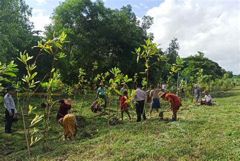 မအူပင်မြို့နယ်၌ သစ်တောပြုစုထိန်းသိမ်းခြင်းလုပ်ငန်းများ ဆောင်ရွက