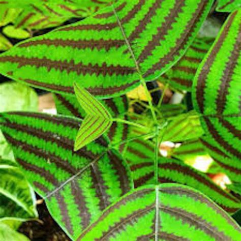 Swallowtail Plant Etsy