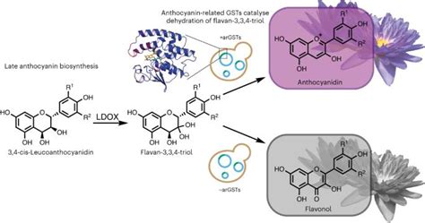 The Catalytic Role Of Glutathione Transferases In Heterologous