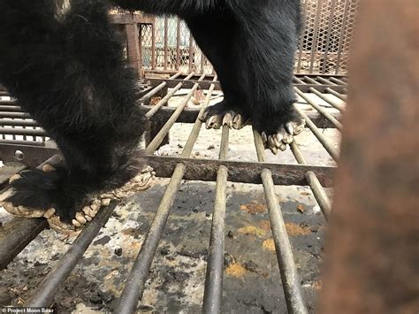 Photos Show The Conditions Of Defunct Bear Bile Farms In South Korea