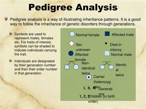 Ppt Linked Genes Sex Linkage And Pedigrees Powerpoint Presentation