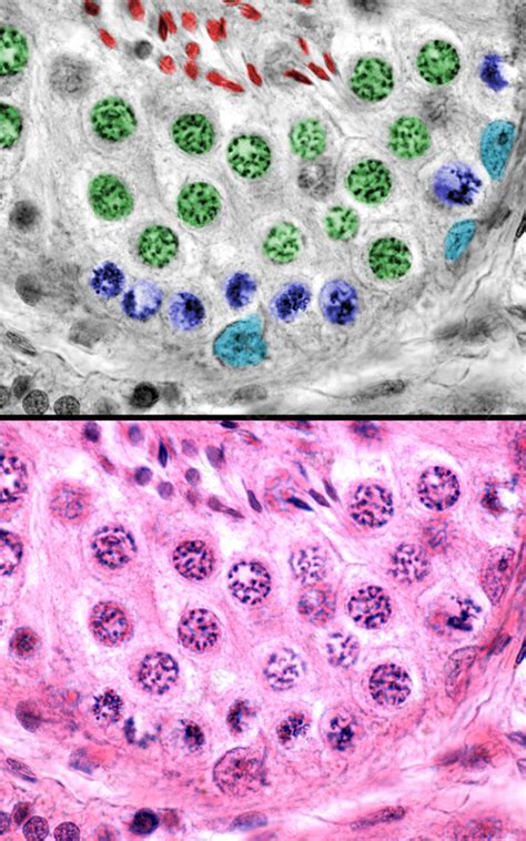 Spermatogenesis In Human Testicle Light Micrographs Stock Image