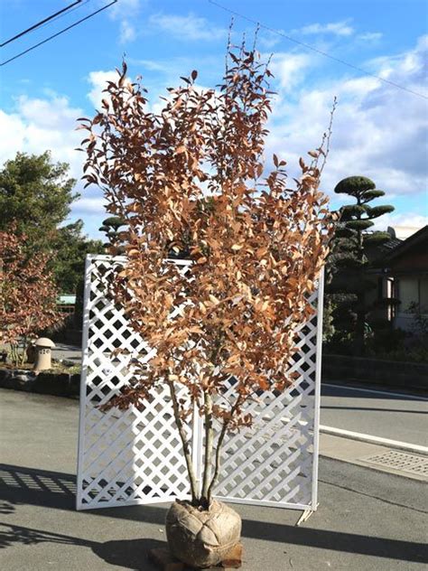 楽天市場ヤマコウバシ 株立ち 2 5m 露地 苗木トオヤマグリーン Plants Garden Tree