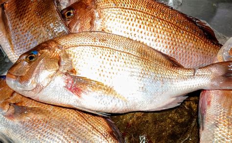 サカナ界の一大勢力「あやかり鯛」 分類学状タイ科の仲間はわずか Tsurinews