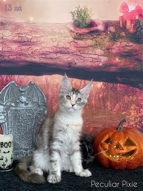 Peculiar Pixie Cattery Peculiar