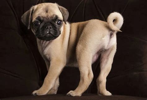 Why Do Pugs Tails Curl