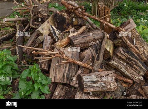 A Log Pile For Wildlife This Heap Of Logs Provides A Habitat For
