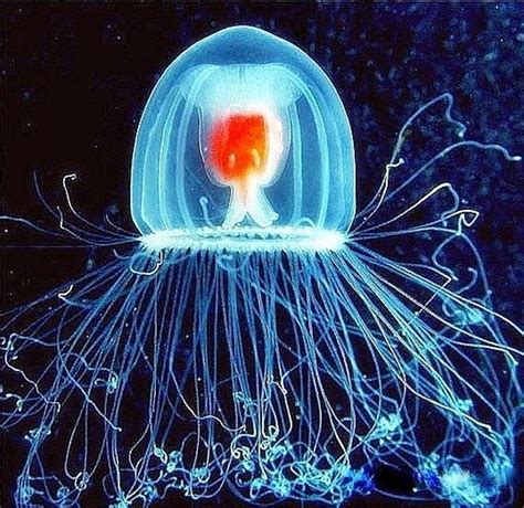 Natura Matematica Turritopsis Nutricula La Medusa Highlander