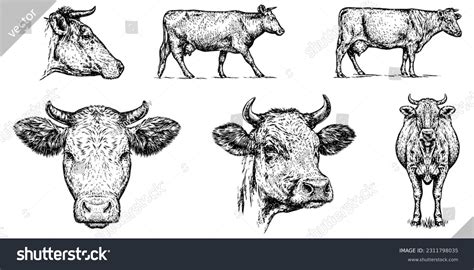 Beef Cow Drawing