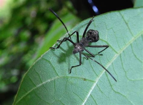 アリに擬態するホソヘリカメムシの幼虫 公園昆虫記