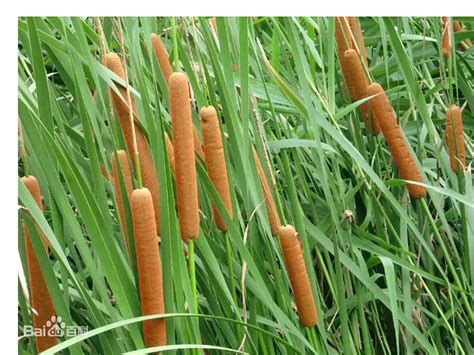 香蒲（typha Orientalis Presl）香蒲属作物，起源于中国，为多年生草本植物，一般株高1 5～2 5米， 须根， 具有地上假茎和地下根状茎。纤维用作物。别名蒲黄和蒲草。香蒲是