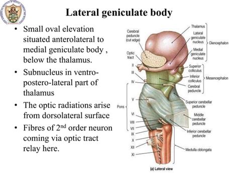 Anatomy Of Lateral Geniculate Body And Visual Cortex Pptx Brain And Nervous System Disorders