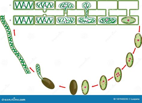 Structure Of Spirogyra Charophyte Green Algae With Titles Cartoon Vector