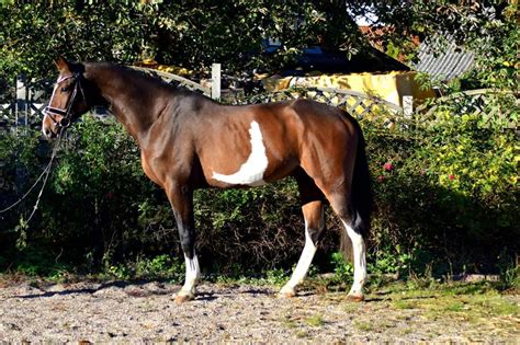 Caballero Westphalian Hunter