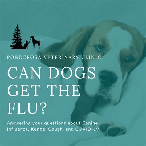 Can Dogs Get The Flu Ponderosa Veterinary Clinic
