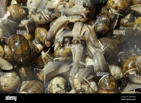 Snails Eat Food Nutrition Of Snails Growing Snails On A Farm For