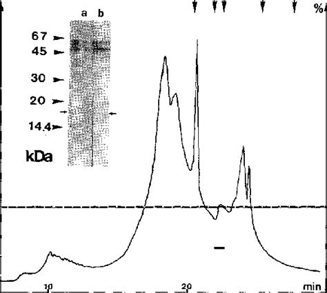 Hpgpc Elution Profile Of An Extract Of 400 Brains From T Tessulatum At Download Scientific