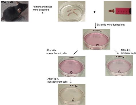 Figure 1 From Simultaneous Isolation Of Mesenchymal Stem Cells And