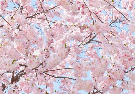 Cherry Blossom Wallpaper Free