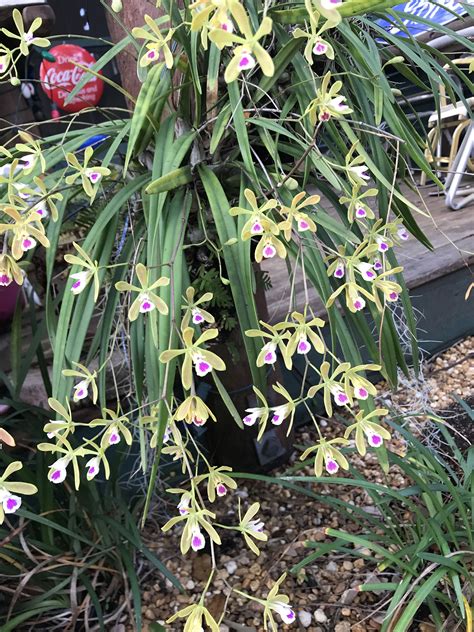 Butterfly Orchid Facts At Cathy Adler Blog