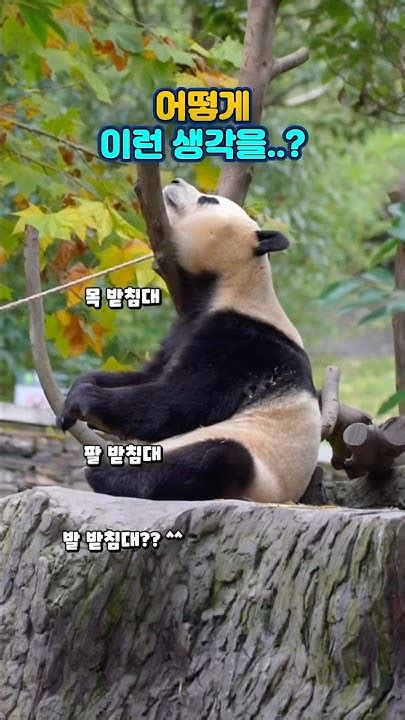 푸바오가 정말 사람인 이유 Youtube